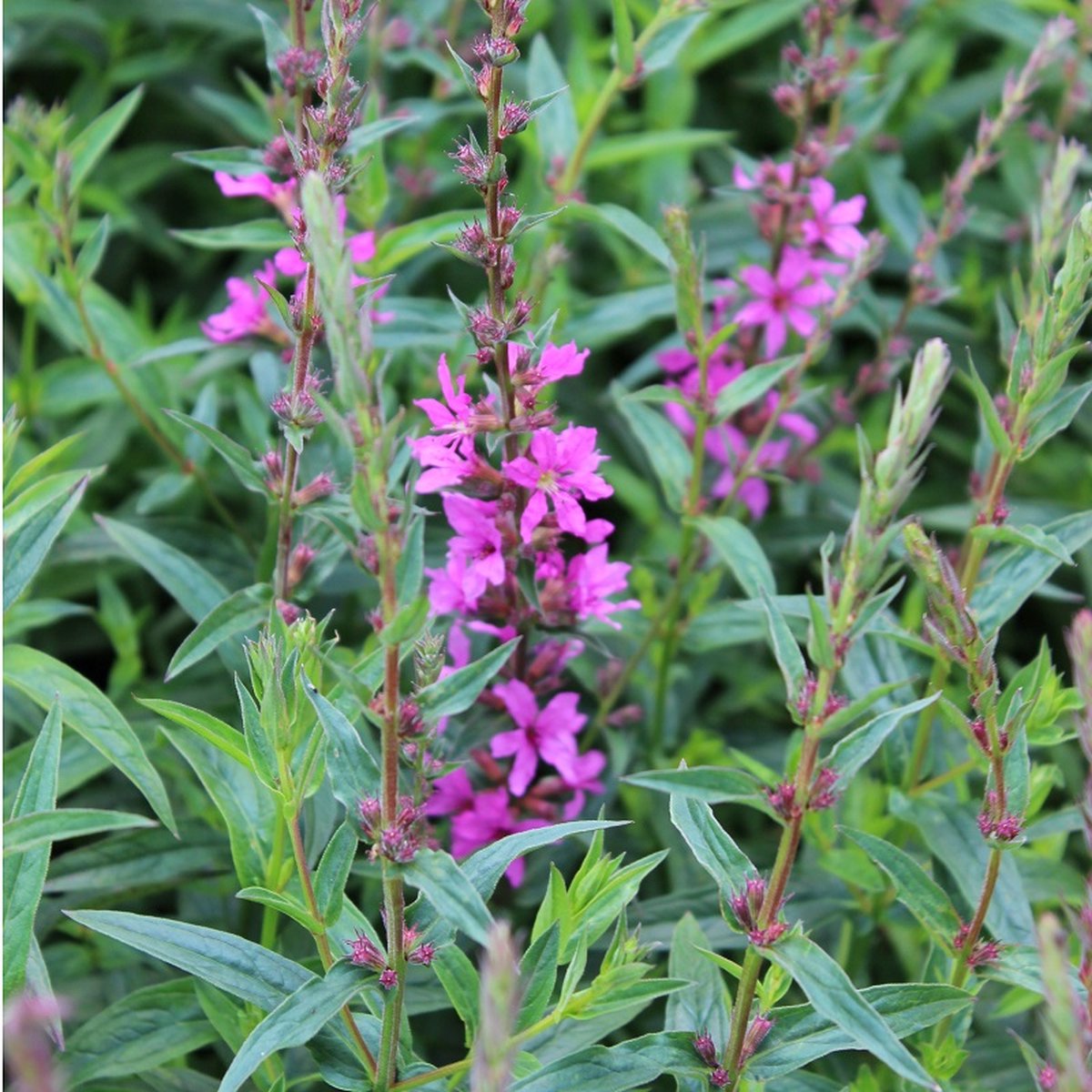 6x Kattestaart - Lythrum virgatum 'Rose Queen' - Pot 9x9cm | bol.com