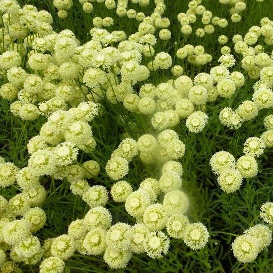 6x Heiligenbloem - Santolina chamaecyparissus ‘Edward Bowles’ - Pot ...