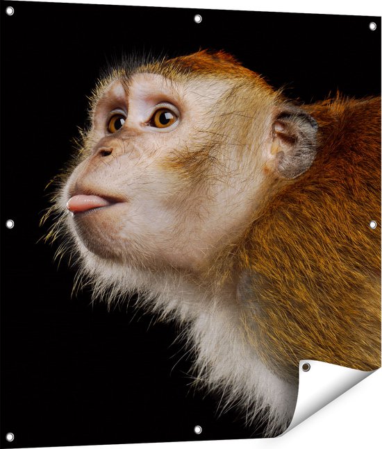 Gards Tuinposter Apenkop met Zijn Tong uit - Aap - 90x90 cm - Tuindoek ...