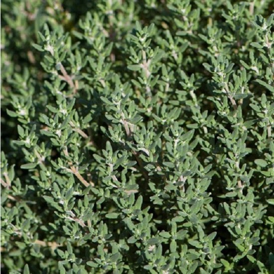 6x Tijm - Thymus vulgare ‘Compactus’ - Pot 9x9cm | bol