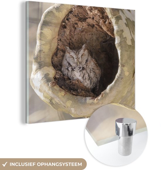 MuchoWow® Glasschilderij 50x50 cm - Schilderij acrylglas - Steenuil aan ...