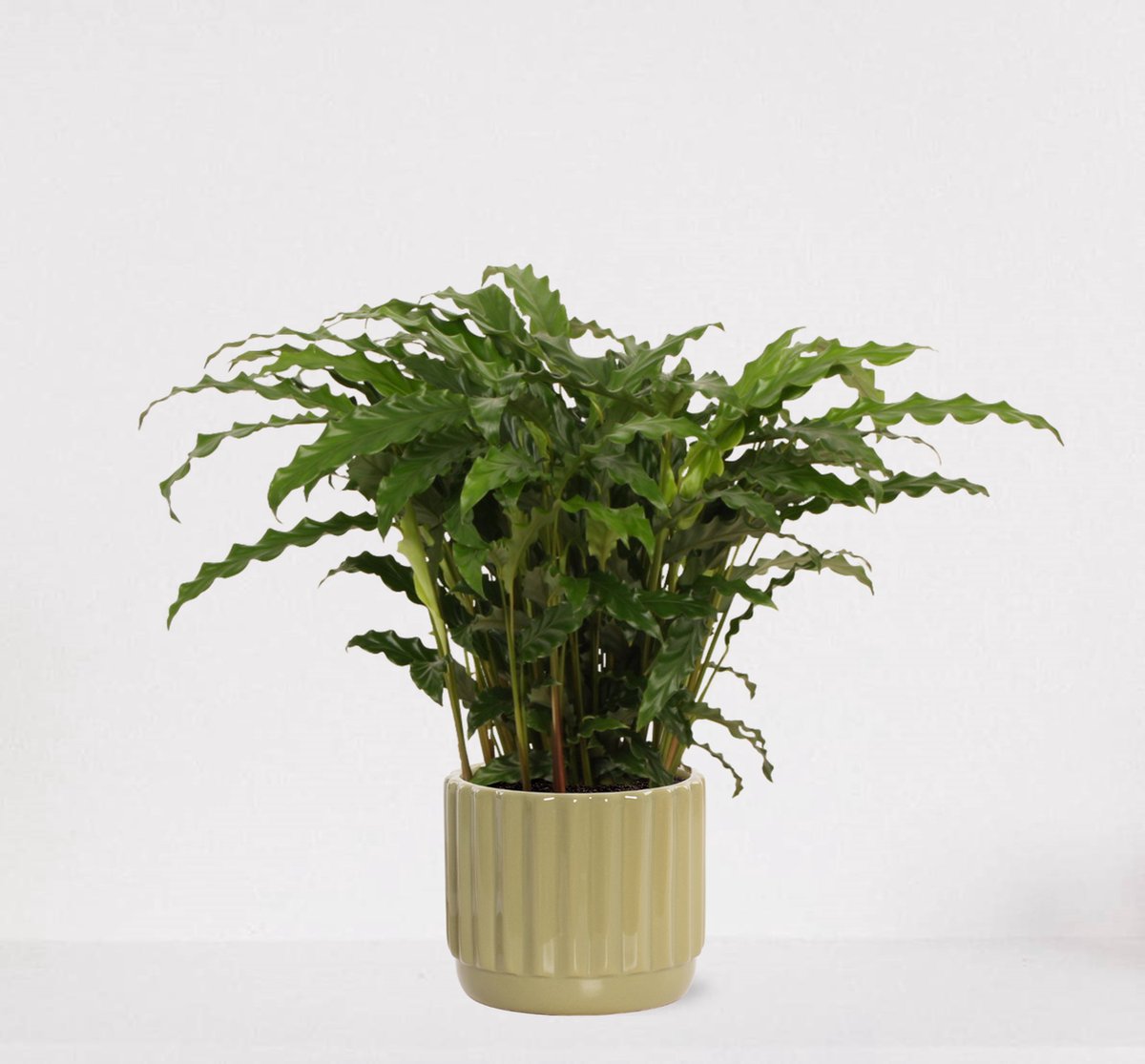 Calathea Blue Grass en pot décoratif Liam Green - plante d'intérieur ...