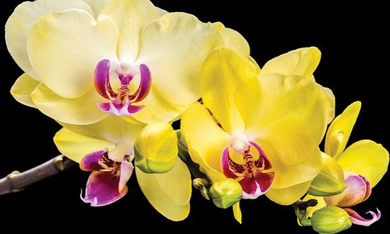 Fotobehang - Vlies Behang - Gele Orchideeën - Bloemen - 254 x 184 cm | bol
