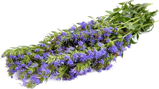 6x Hyssop - Hyssopus officinalis - Pot 9x9cm | bol