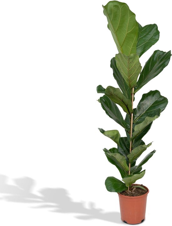 Hello Plants Ficus Lyrata Vioolbladplant - Ø 21 cm - 100 cm ...