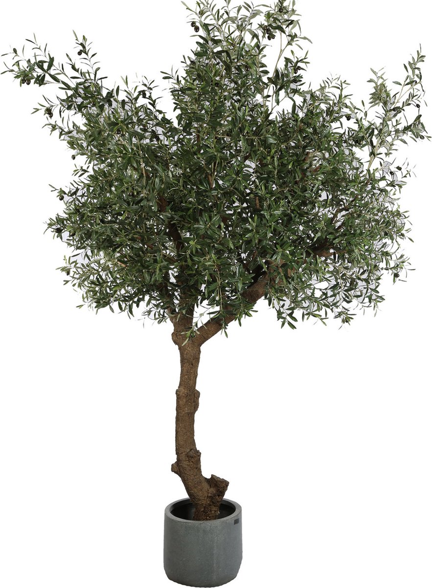 Flowersch Olijven boom - Olive tree 270 cm groen | bol.com