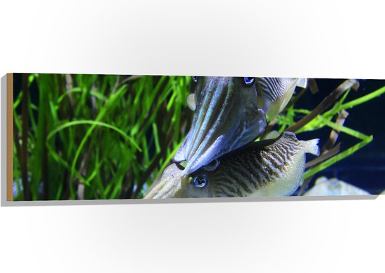 Hout - Zeekat Vissen Zwemmend langs Watergrassen op de Zeebodem ...