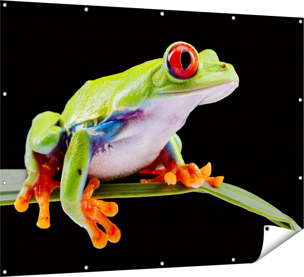 Gards Tuinposter Kikker met Rode Ogen op een Plant - 160x120 cm ...