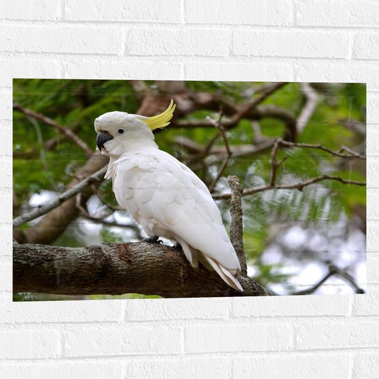 Muursticker - Kaketoe Vogel met Gele Kuif op Dikke Boomstam - 75x50 cm ...