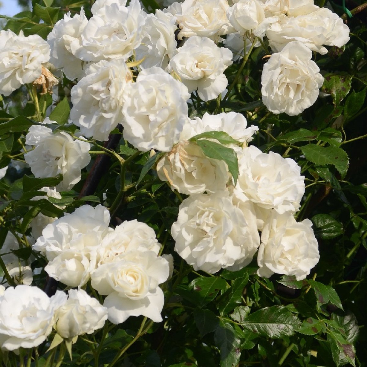 Klimroos - Rosa 'Madame Alfred Carriere' - Klimroos | bol.com