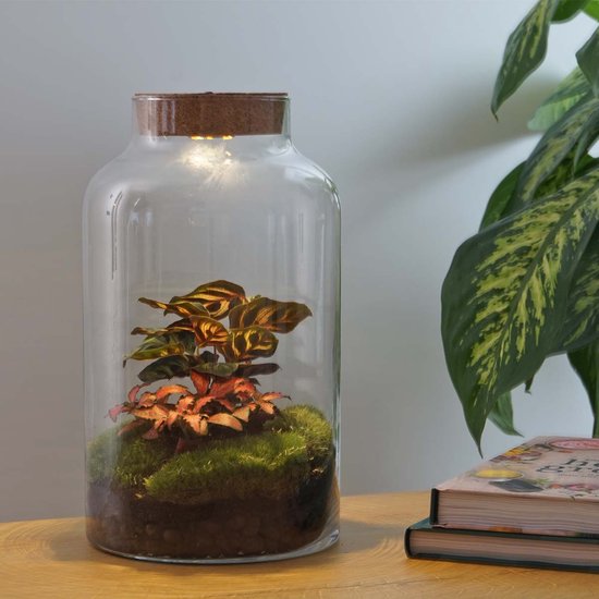Terrarium - Milky LED calathea - ↑ 31 cm - Ecosysteem plant ... Terrarium - Milky LED calathea - ↑ 31 cm - Ecosysteem plant ...