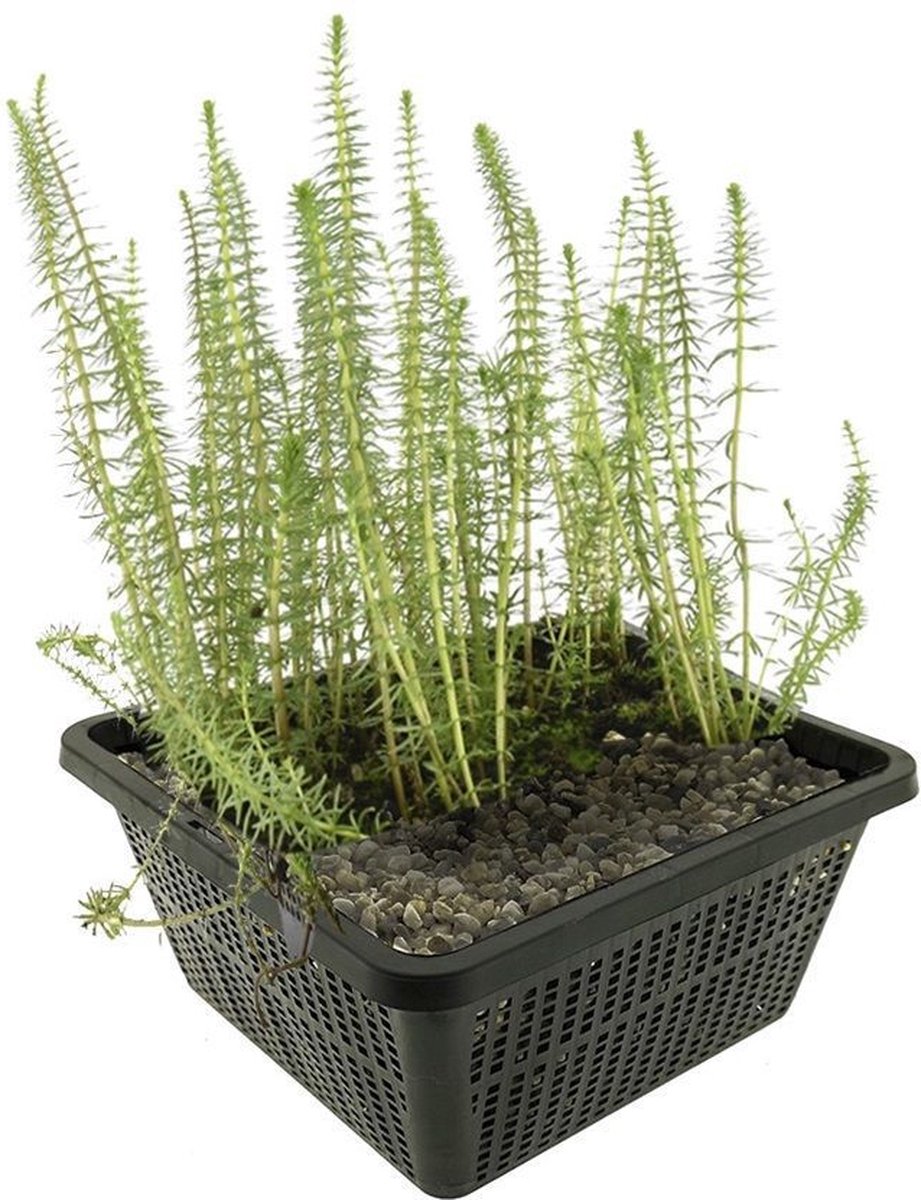 VDVELDE Lidsteng Hippuris Vulgaris - 4 stuks + Vijvermand - Winterharde ...