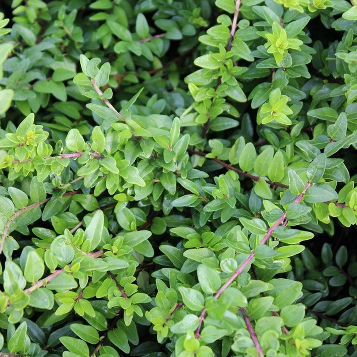 6x-chinese-kamperfoelie-lonicera-nitida-maigruen-pot-9x9cm-bol