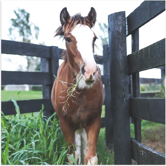 Poster (Mat) - Bruin Paard met Witte Bles Etend van Hoog Gras - 100x100 ...