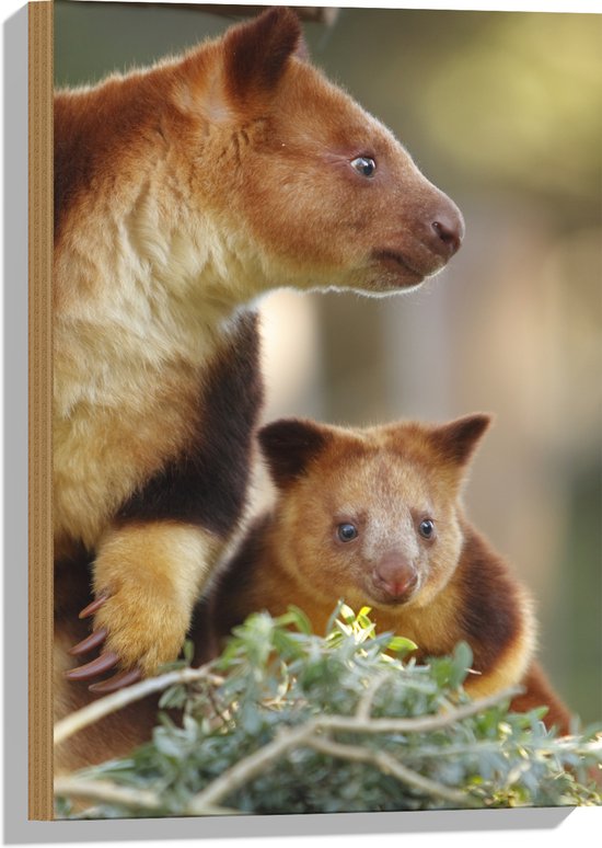 Hout - Boom Kangaroo met haar Jong - 40x60 cm - 9 mm dik - Foto op Hout ...