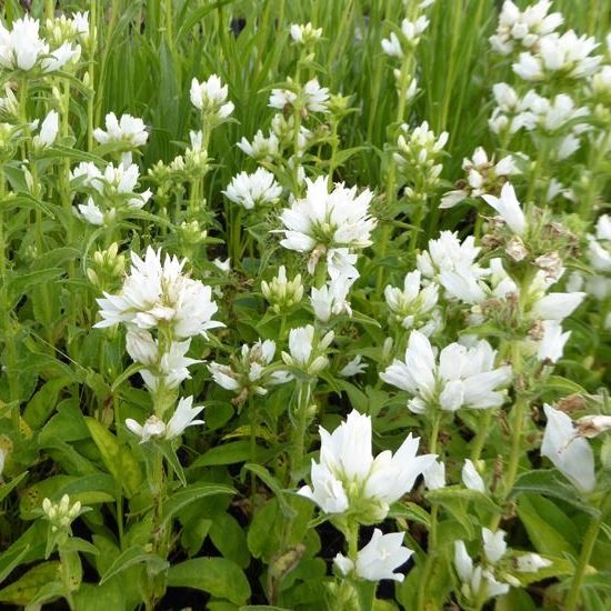 6x Kluwenklokje - Campanula glomerata ‘Alba’ - Pot 9x9cm | bol