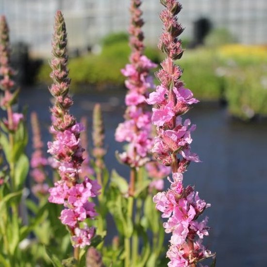 6x Kattestaart - Lythrum salicaria 'Blush' - Pot 9x9cm | bol