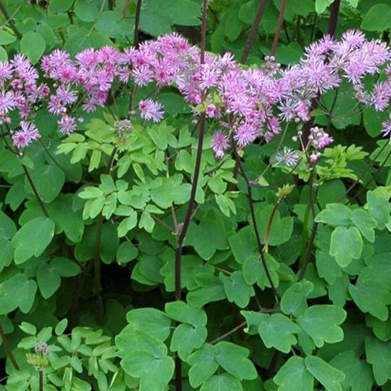 6x Akelei ruit - Thalictrum 'Black Stockings'® - Pot 9x9cm | bol