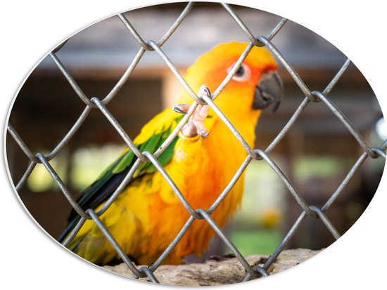 PVC Schuimplaat Ovaal - Felgekleurde Zonparkiet Vogel achter Geruit Hek ...
