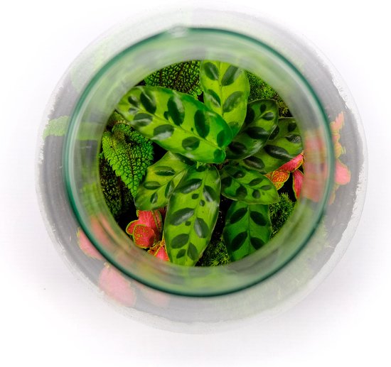 Erlenmeyer planten terrarium - Ecosysteem plant calathea – 26 cm – Ø 22 ... Erlenmeyer planten terrarium - Ecosysteem plant calathea – 26 cm – Ø 22 ...