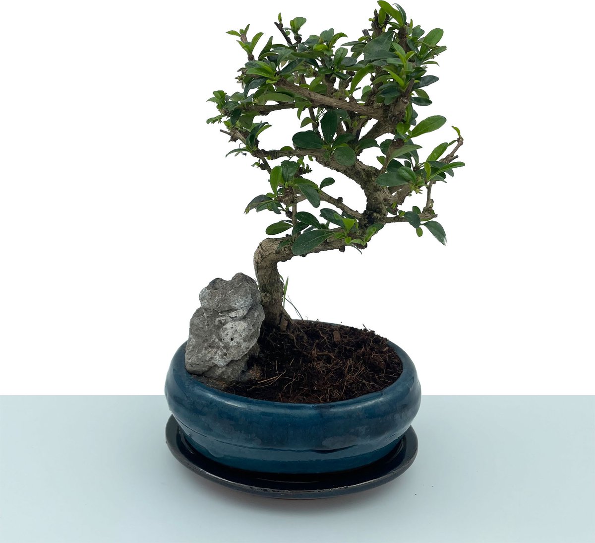 Bonsaiwonder - S-vormige Carmona - Bonsai boompje - (M) Met rots ...