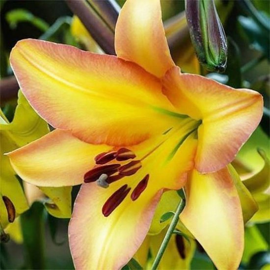 Lelie (Lilium) Rising Moon - 3 (stuks) bloembollen. Winterharde lelies voor de tuin -... | bol.com