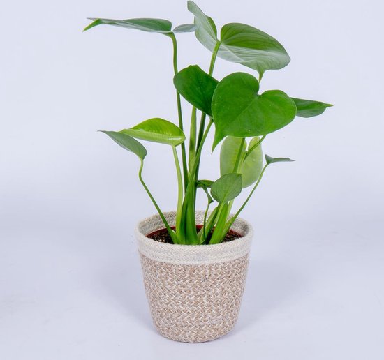 Kamerplant Monstera Deliciosa Tauerii – Gatenplant - ± 35cm hoog – 12 ...