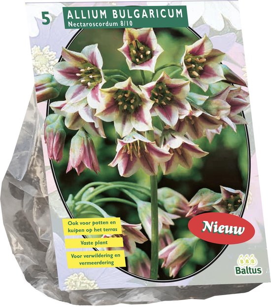 Allium Siculum Bulgaricum per 5 | bol
