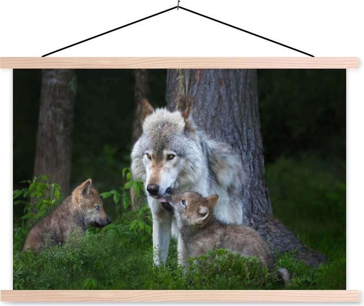 Loup avec garçon dans la forêt affiche textielposter lattes vierge ...