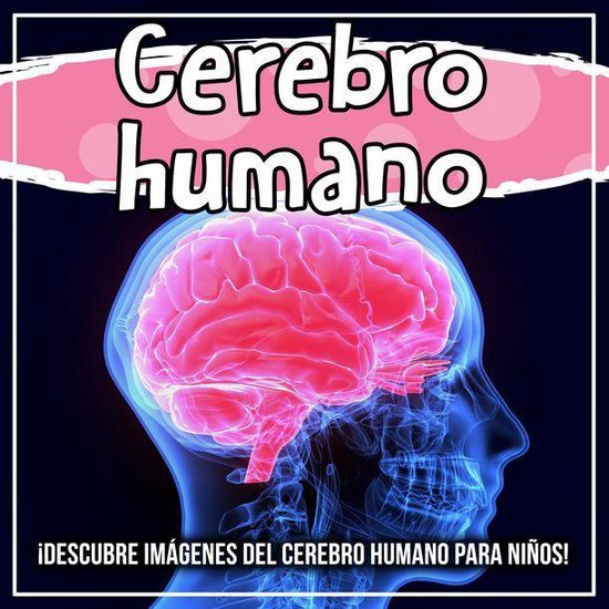 Cerebro humano: ¡Descubre imágenes del cerebro humano para niños ...