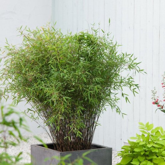 Plants Online BV - Planten - Set van 1 - Fargesia Deep Purple 175 ...