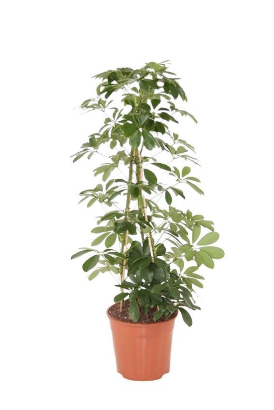 Schefflera Compacta (pot 31 cm) | bol.com
