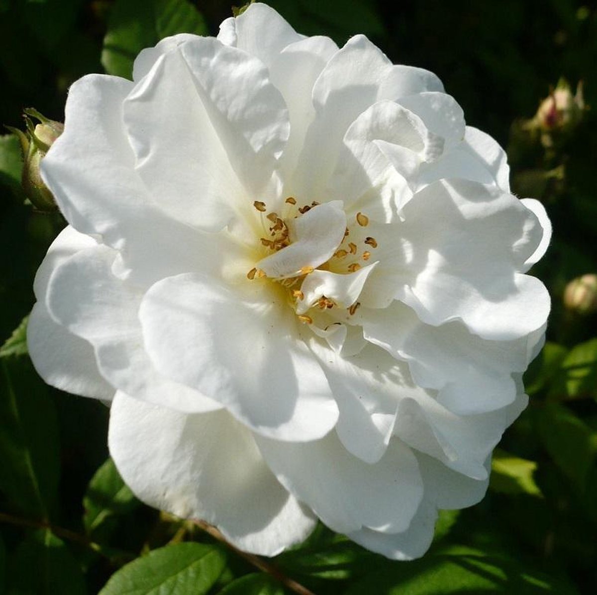 Rosa - Struikroos 'Snow Queen' | bol.com
