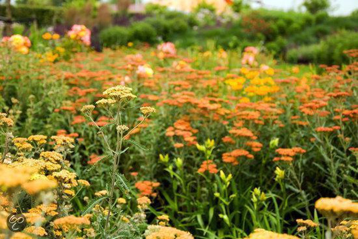 ECOstyle Siertuin-AZ - 10 kg - natuurlijke siertuinmeststof voor 100 m2 ...