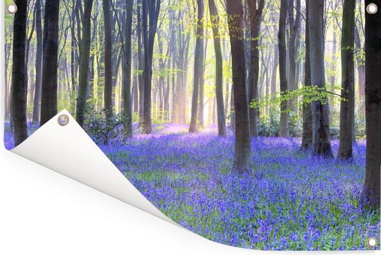 Affiche de jardin jacinthe mauve parmi les hêtres 60x40 cm - petit ...