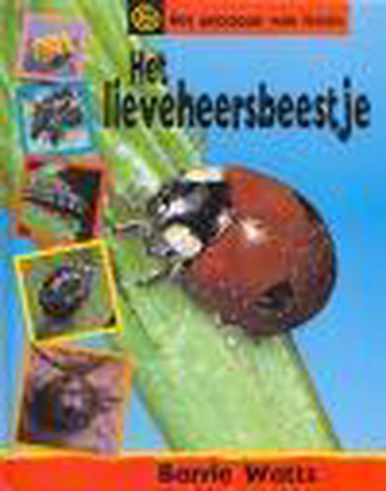 Het Lieveheersbeestje Het Ontstaan Van Leven | 9789054957935 | Barrie ...