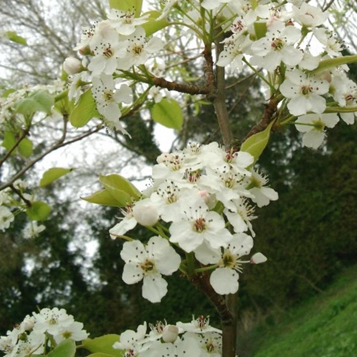 Pyrus Calleryana 'Chanticleer' - Poirier décoratif - Arbre Tige 6-8 cm ...