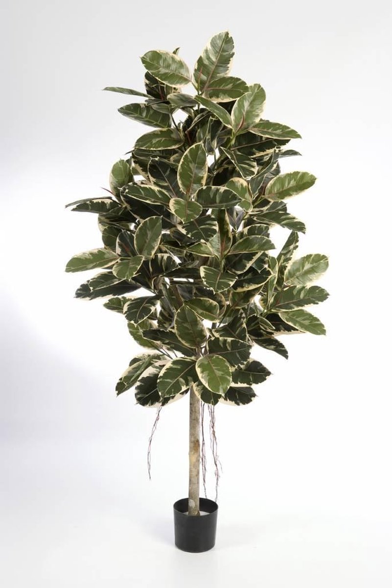Ficus Lyrata in Vibes blauw | Vioolbladplant / Tabaksplant | bol.com