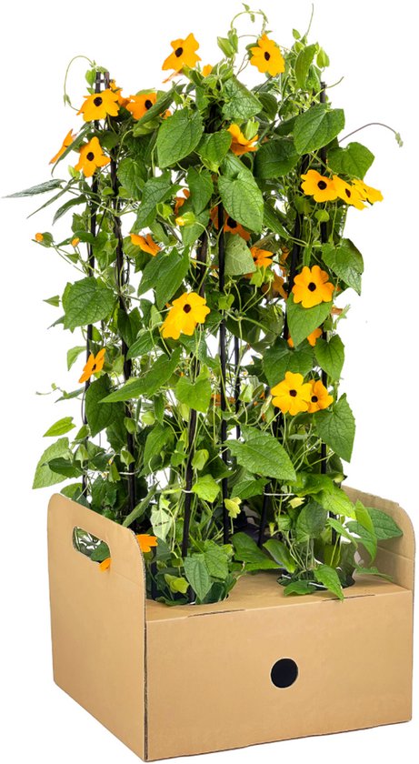 Suzanne met de mooie ogen Sunny Susy oker geel -> oranje - Set van 4 ...