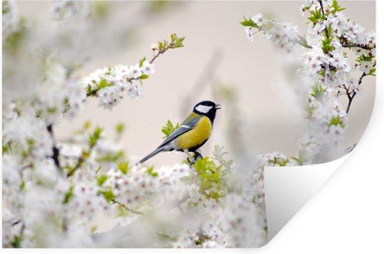 Muurstickers - Sticker Folie - Vogel - Koolmees - Bloemen - Bloesemboom ...