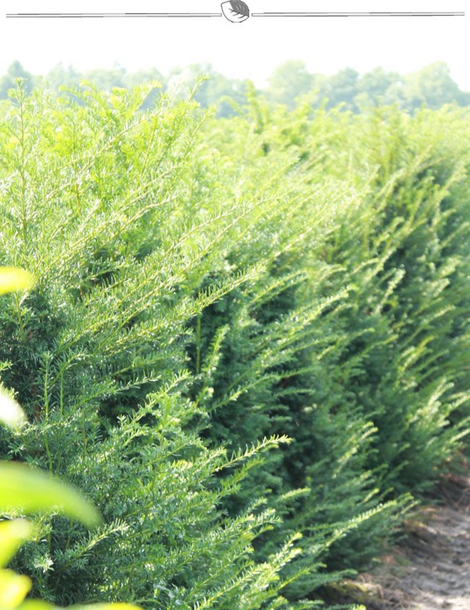 Venijnboom Taxus baccata 160-180 cm in Pot, 25x Haagplant | bol.com