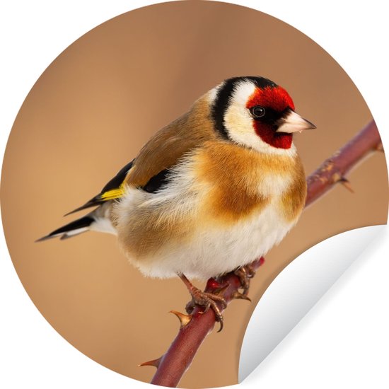 WallCircle - Muurstickers - Behangcirkel - Putter - Vogel - Dieren - 100x100 cm -... | bol