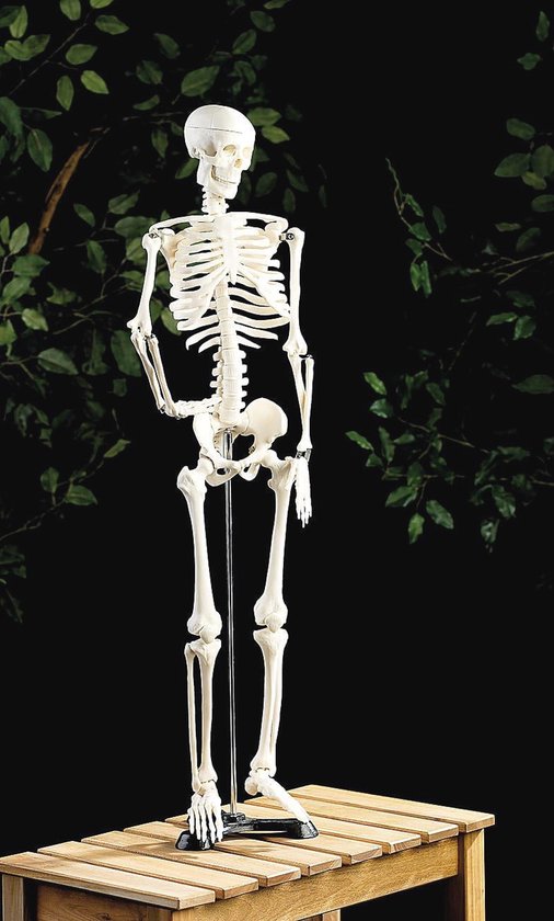Decoratief Skelet 85 cm - Anatomisch Model voor Onderwijs | bol