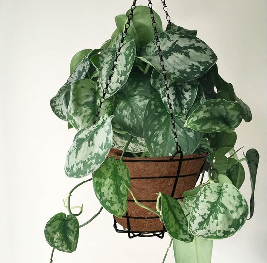 Hangende Kokosnoot Plantenbak 240mm Verticale Tuindecoratie Binnen-Buiten Manden... | bol