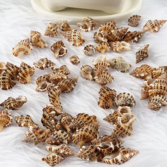 schelpen decoratieve / oceaanschelpen | bol
