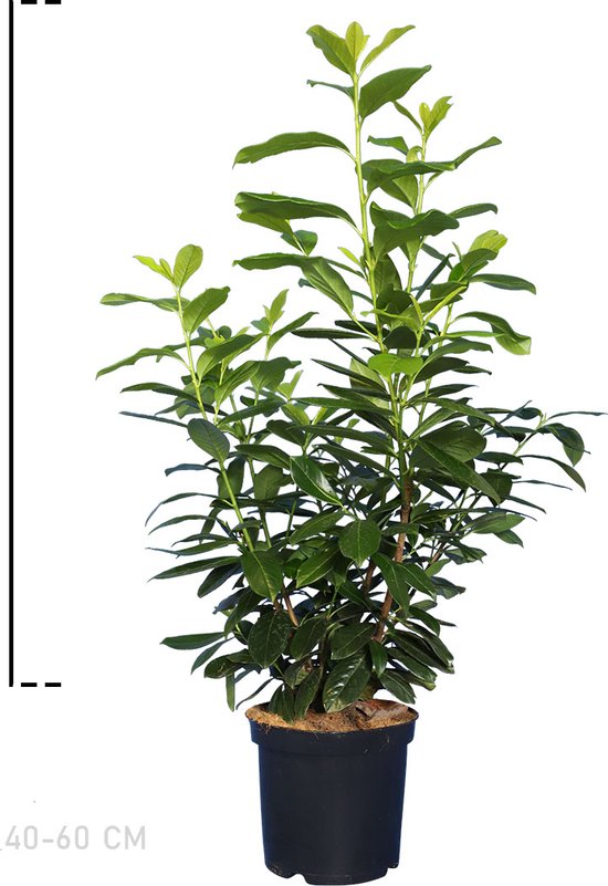 10 stuks | Laurier 'Novita' Pot 40-60 cm - Bloeiende plant ...