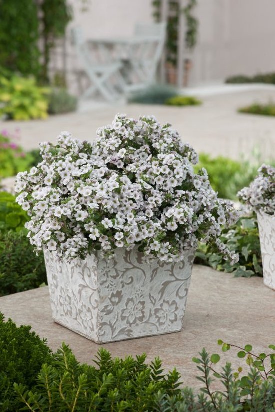 Set van 3 | Gypsophila cerastioides - 0.7 liter pot | bol