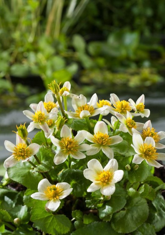 3 stuks | Caltha palustris alba P9 | Latijnse naam: Caltha palustris ...