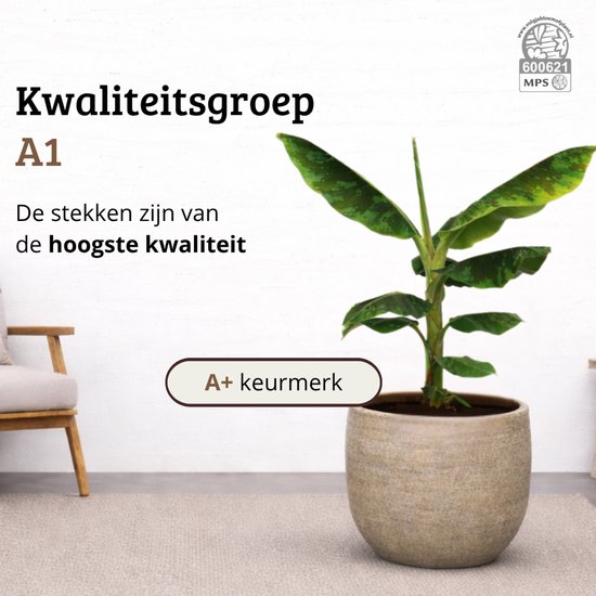 Musa Dwarf Cavendish - 70 - 90cm Hoog - Bananenplant - Luchtzuiverend ...