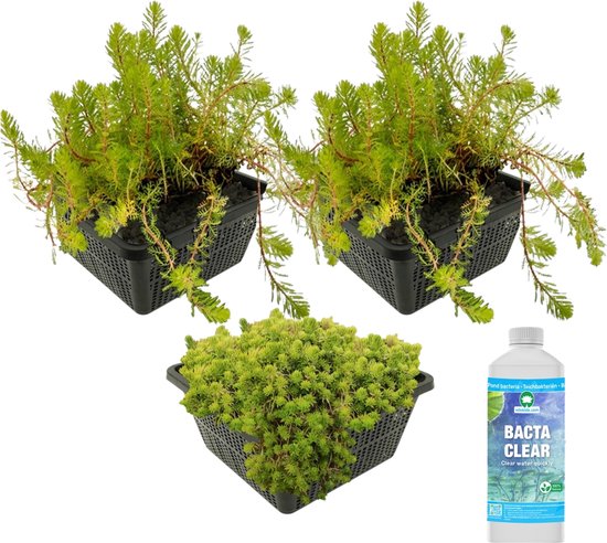 vdvelde.com - Draadalgen Bestrijden en Voorkomen Pakket - M - 1 - 2m² ...